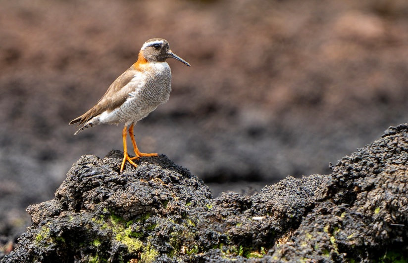 Chile Bird Tour | Ornis